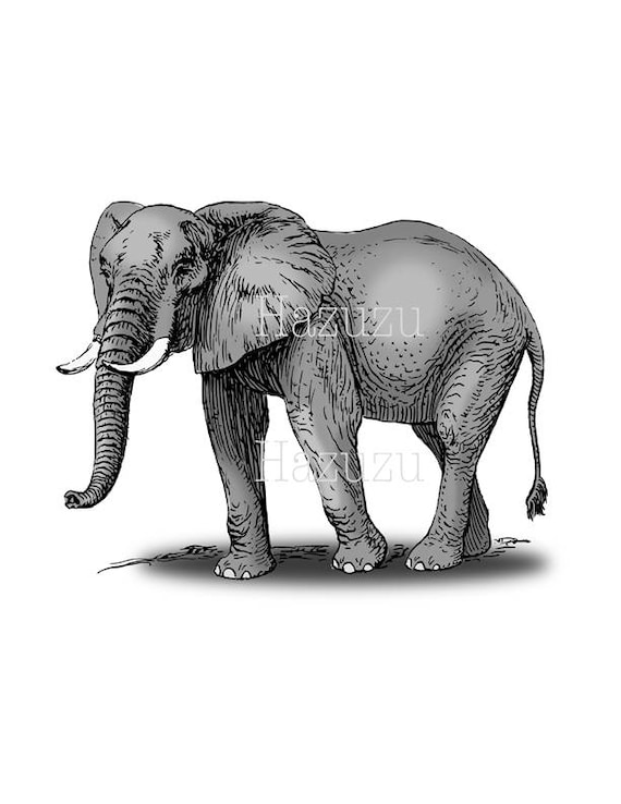 Vintage Elephant Clip Art 13,800+ Elephant Clipart Stock