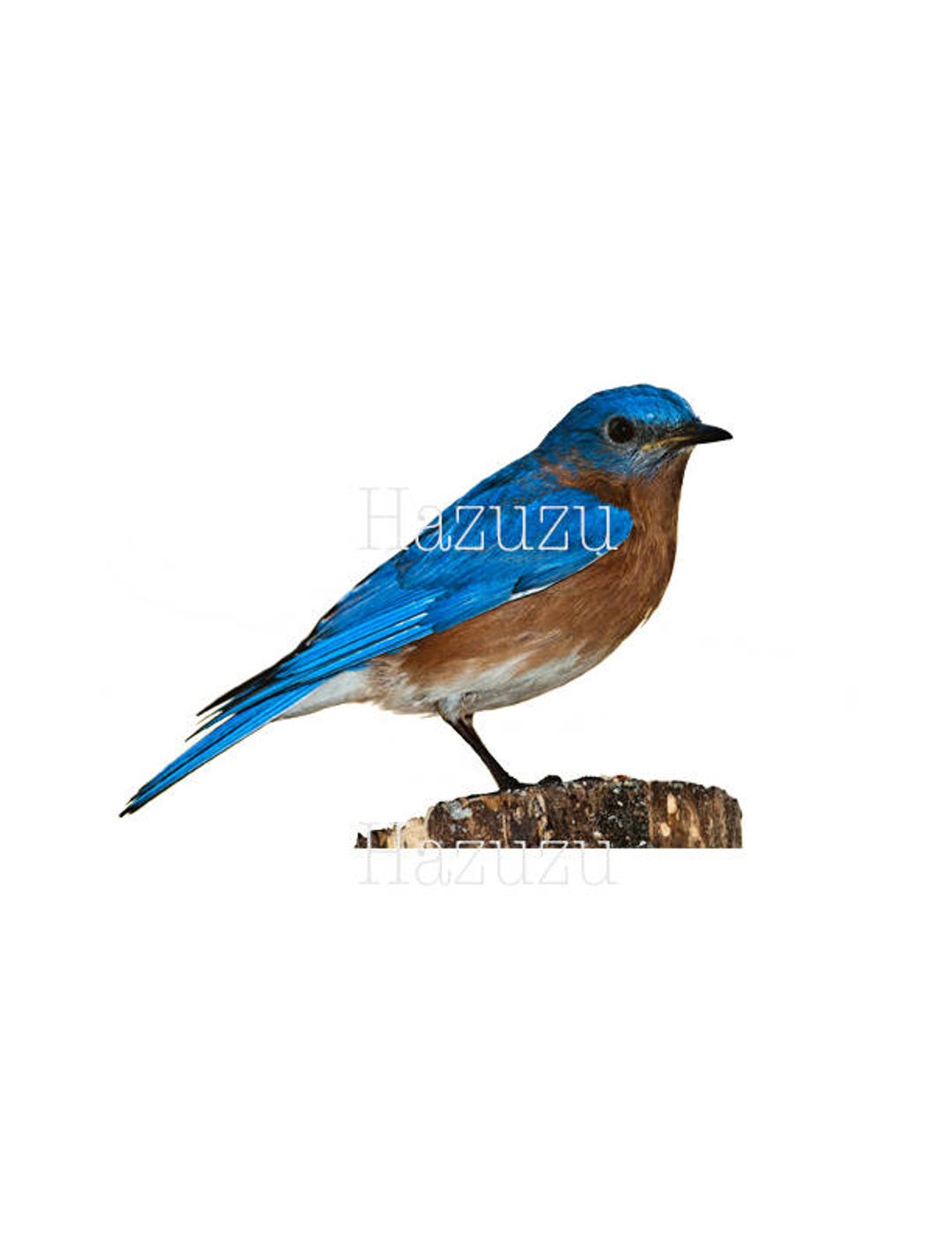 BLUEBIRD PNG Clip Art Transparent Background Digital Stamp Instant ...