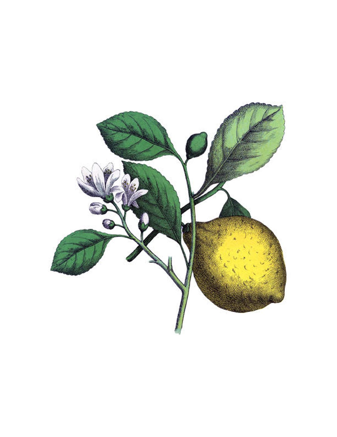 LEMON TREE Branch Botanical Print Fruit Plant PNG Clip Art Vintage ...