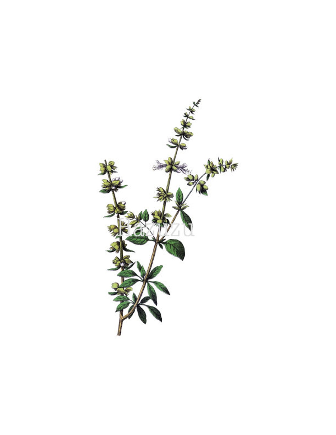 Basil Botanical Print Herb Plant PNG Clip Art Vintage Transparent ...