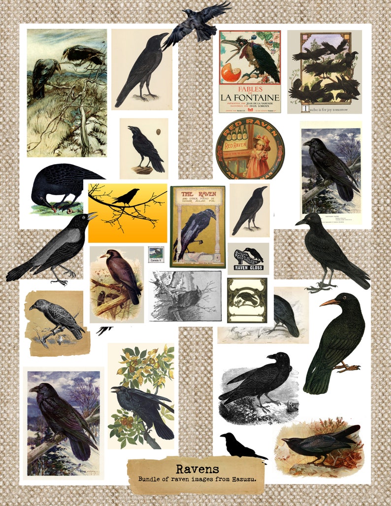 RAVENS Bundle Printable Paper Pack Home Schooling Corvids - Etsy Australia