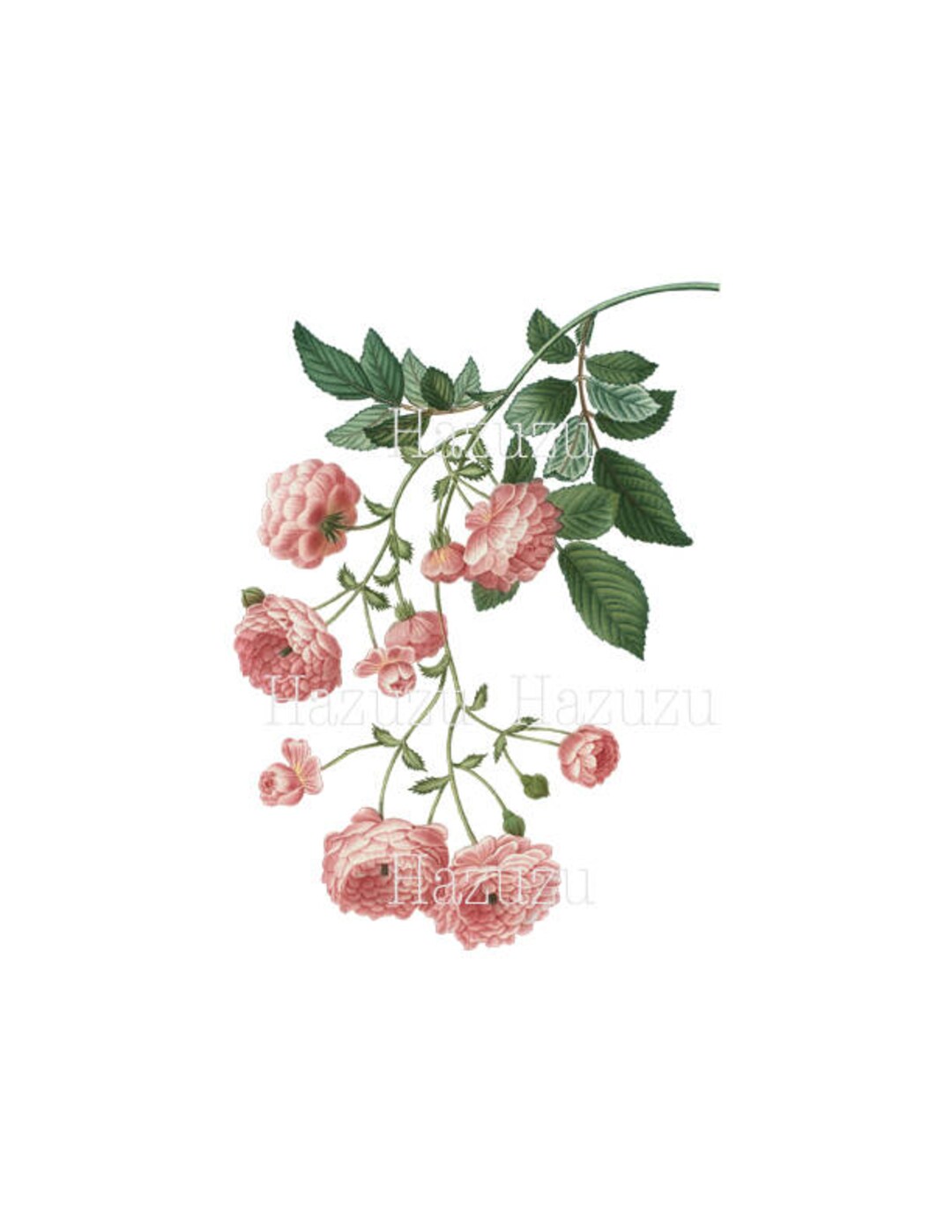 Pink Rambling Rose Climbing Hanging Flower Vintage Botanical Print ...