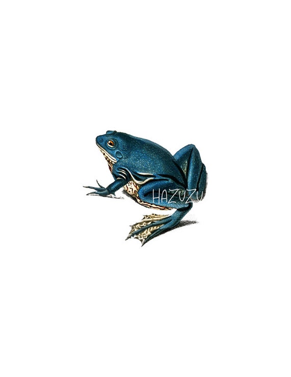 Blue Frog Clip Art