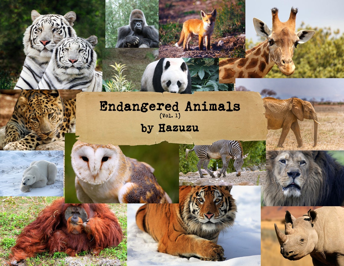 Endangered Animals Species Bundle 7 Pages Collage Sheets | Etsy
