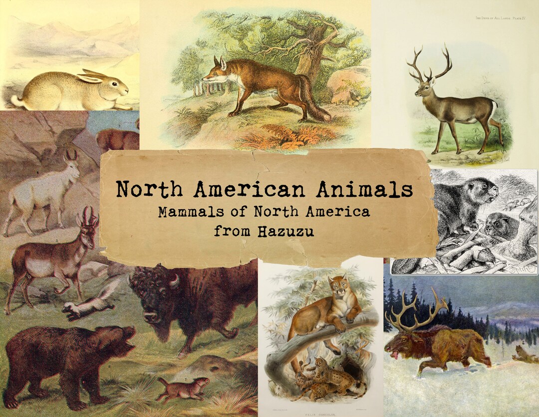 North American Animals Mammals Bundle Woodland Collage Sheets Nature ...