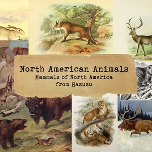 North American Animals Mammals Bundle Woodland Collage Sheets Nature ...