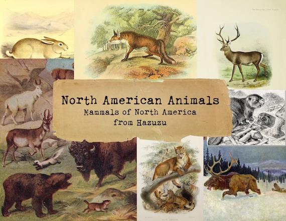 North American Animals Mammals Bundle Woodland Collage Sheets | Etsy