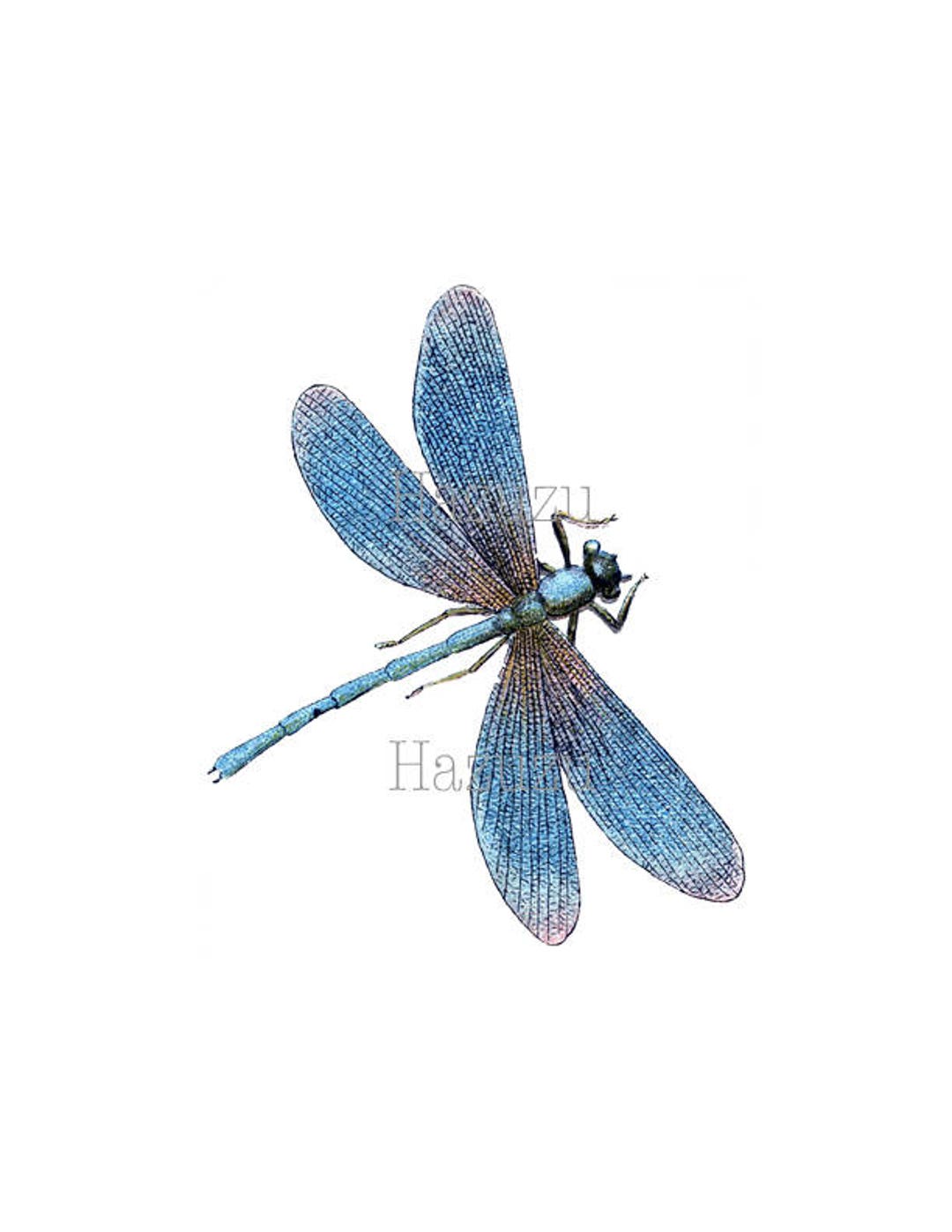 BLUE DRAGONFLY PNG Clip Art Iridescent Digital Stamp Instant Download ...