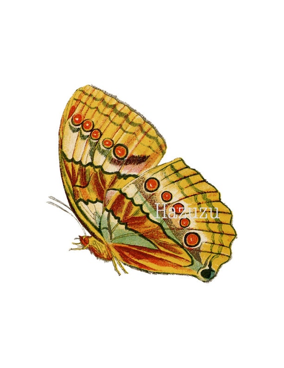 Butterfly Side Outline Clip Art