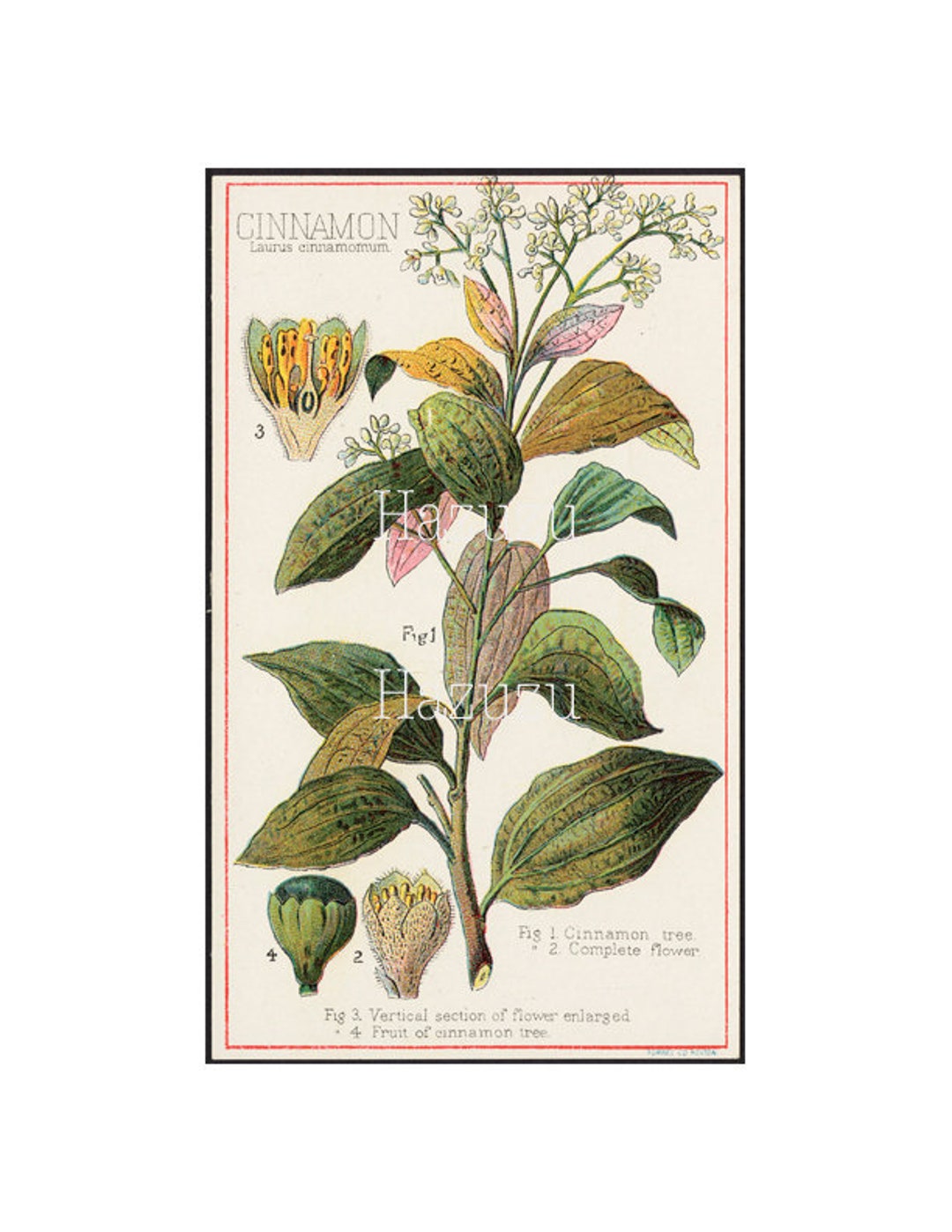 Cinnamon Tree Botanical Print Antique Plant PNG Clip Art Vintage ...