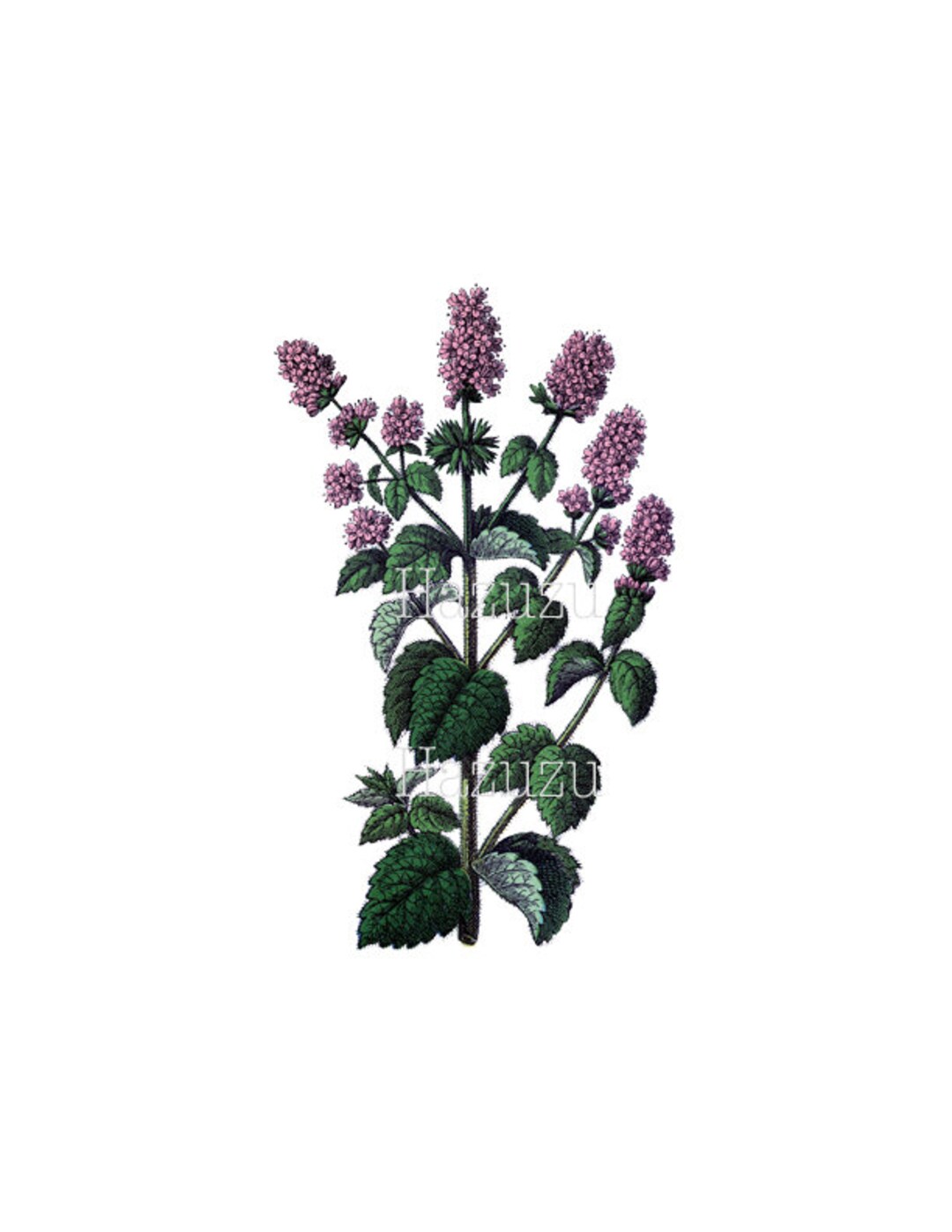 Mint Botanical Print Herb Plant PNG Clip Art Vintage Transparent ...