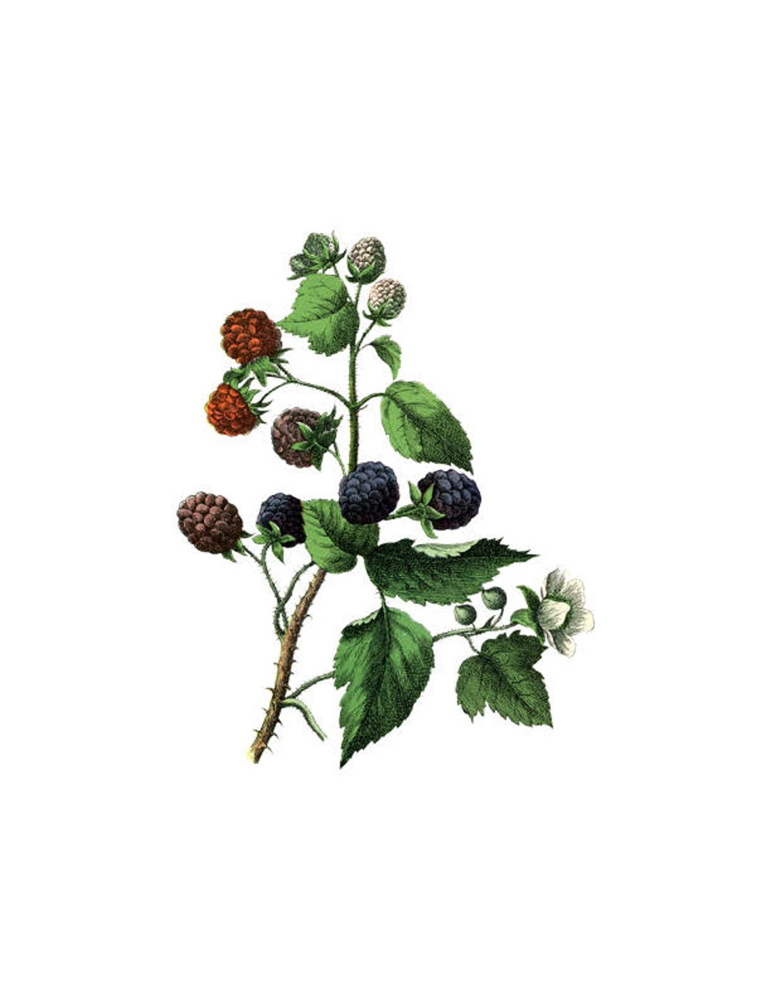 BLACKBERRY Botanical Print Fruit Plant PNG Clip Art Vintage Transparent ...