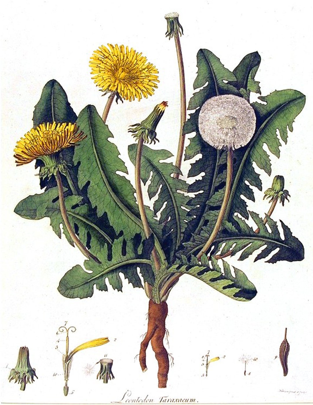 DANDELION Botanical Drawing PNG Clip Art Vintage Digital Stamp Instant ...