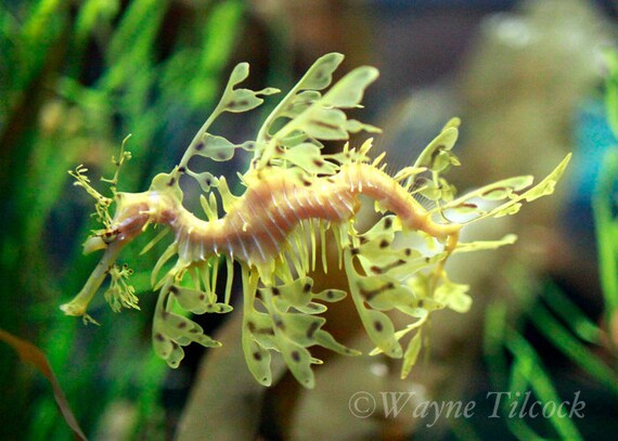 Items similar to Wispy Sea Dragons Floating in the Sea - Leafy and ...
