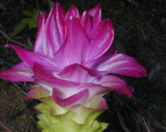 Curcuma ELATA Hidden Lily Ginger Flower Giant Plume Mature Rhizome W ...