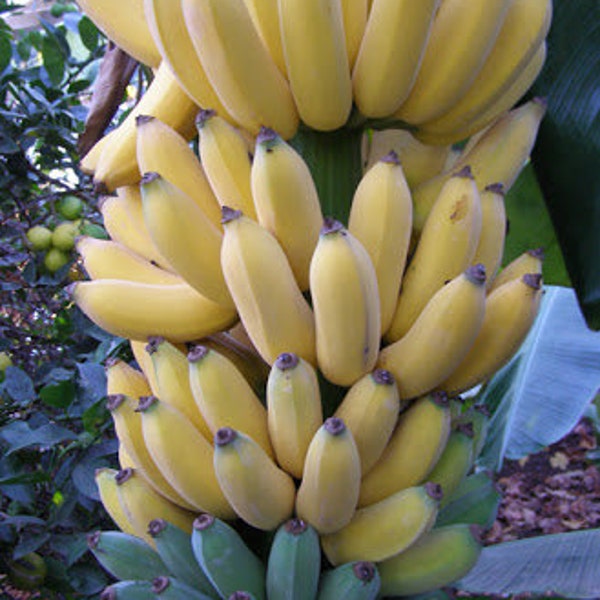 Rare Banana Pup - Etsy