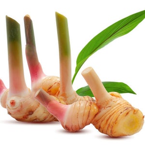 Galangal Fresh Live Budding Rhizome Plant Start Organic Greater Alpinia ...