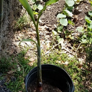 Banana Tree 12-24"* Musa Misi Luki Rare Live Plant Organic Besttasting ...