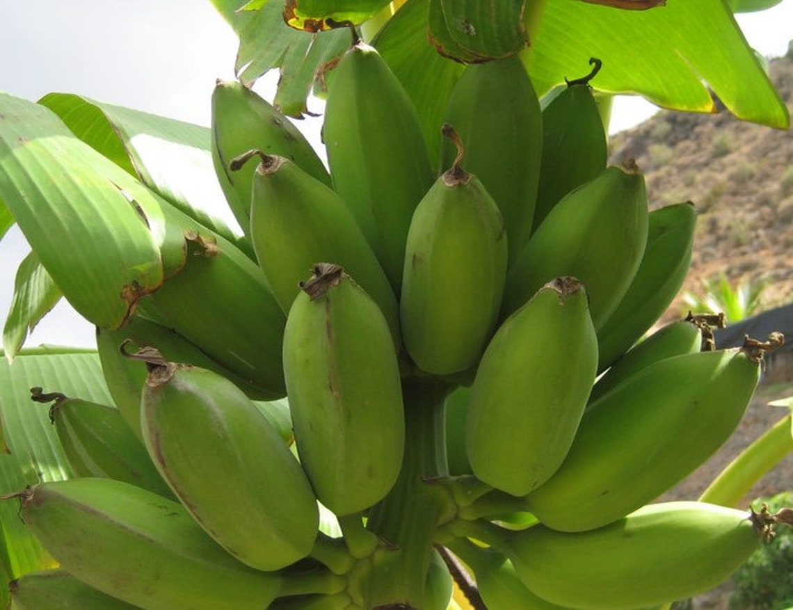 Banana Tree 12-24"* Musa Misi Luki Rare Live Plant Organic Besttasting ...