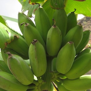 Banana Tree 12-24"* Musa Misi Luki Rare Live Plant Organic Besttasting ...