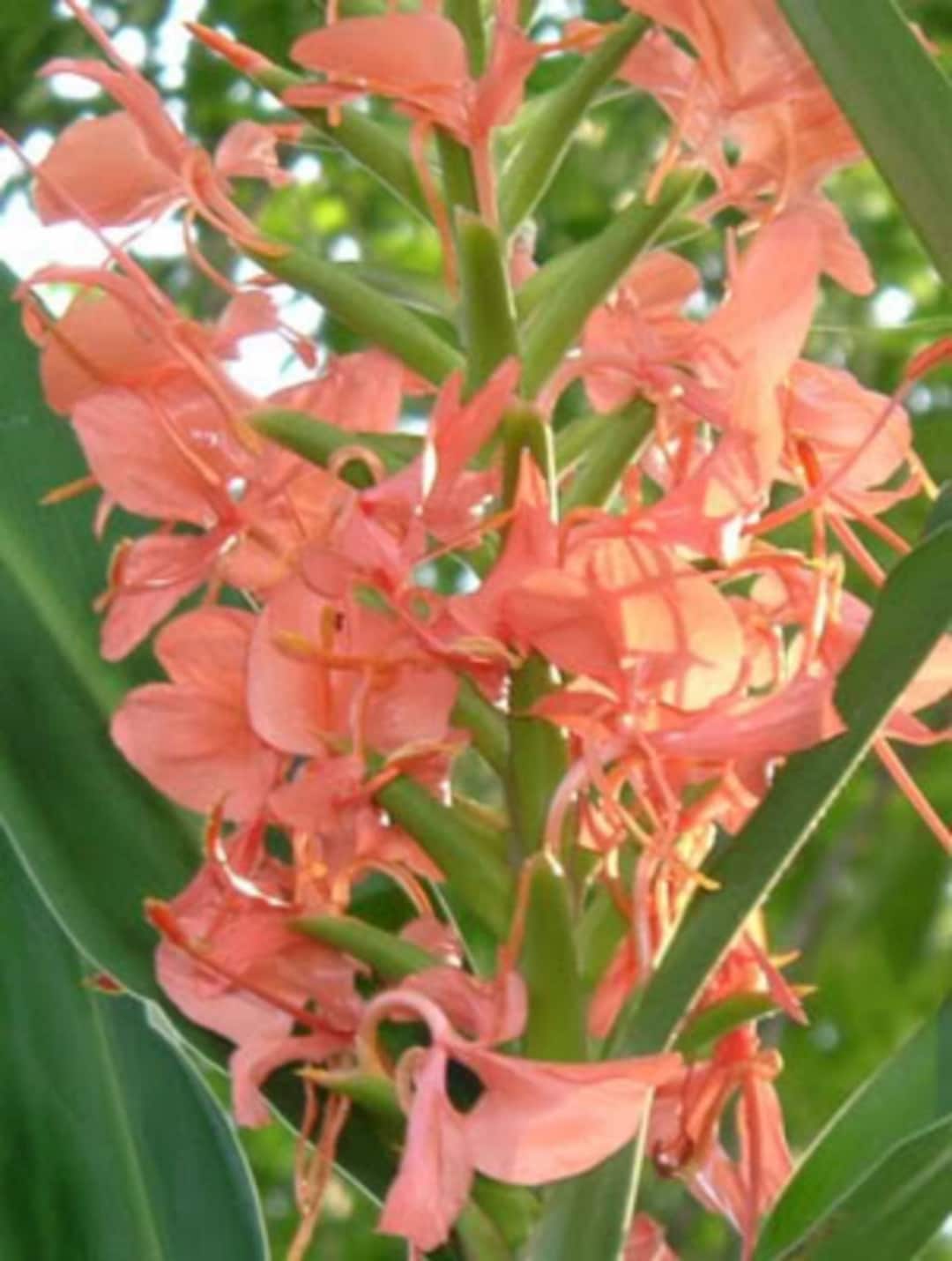 Coral Butterfly Ginger Hedychium Rare Tropical Plant Easy Fragrant ...