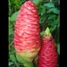 Red Pine Cone Shampoo Ginger Awapuhi Live Plant Start Organic Zingiber ...