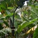 Plantation Plantain Saba Banana Tree Easy Transplant Food - Etsy