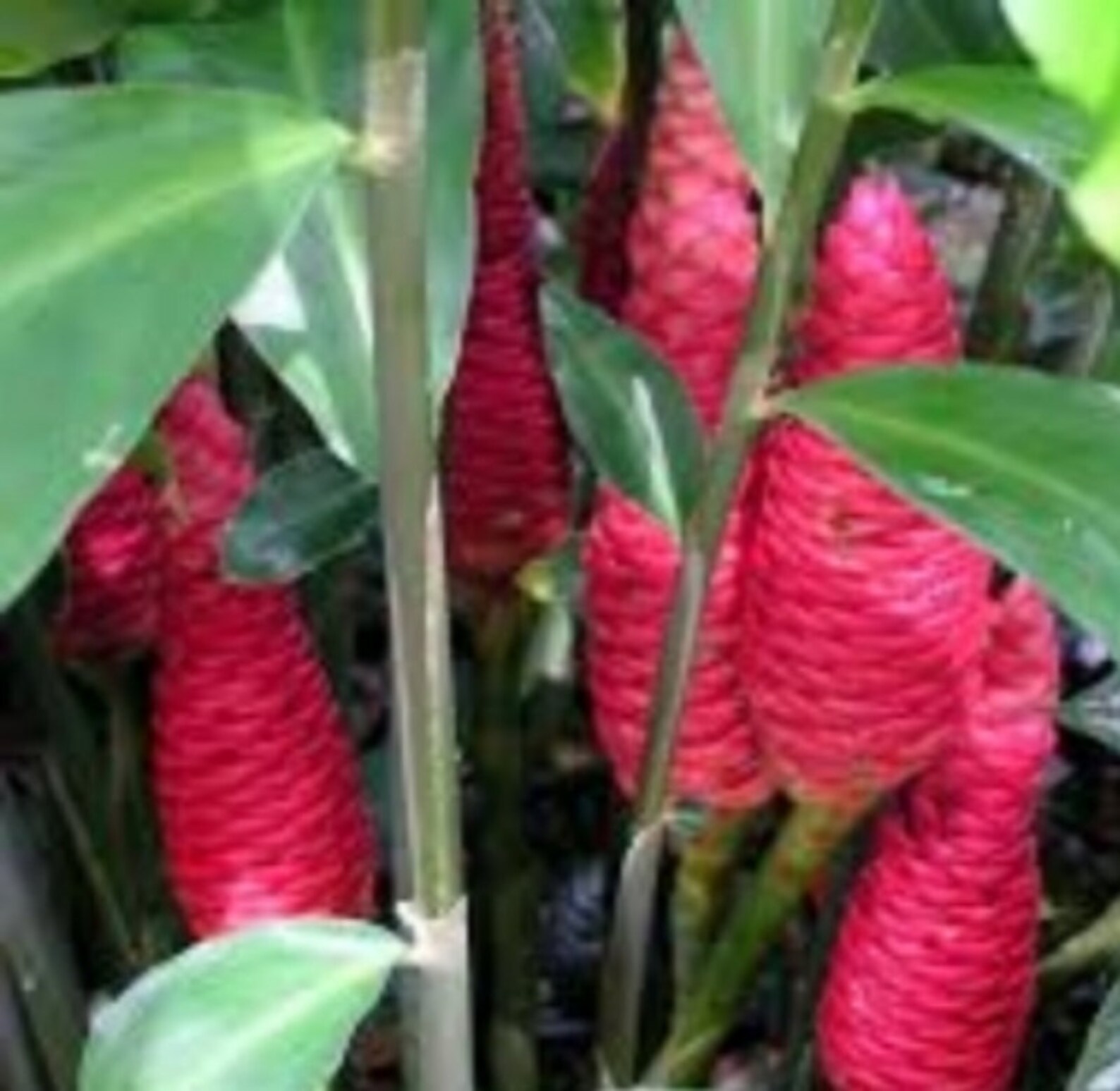 Red Pine Cone Shampoo Ginger Awapuhi Live Plant Start Organic Zingiber ...