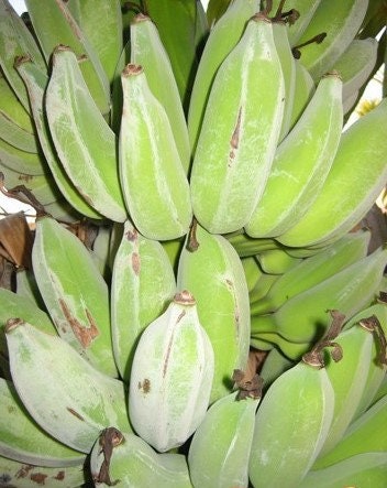 Banana Tree 12-24"* Musa Misi Luki Rare Live Plant Organic Besttasting ...