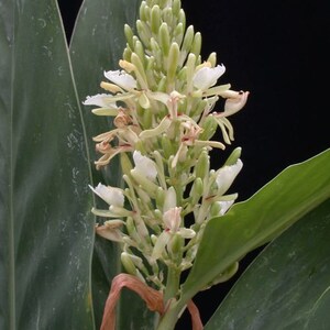 Galangal Fresh Live Budding Rhizome Plant Start Organic Greater Alpinia ...