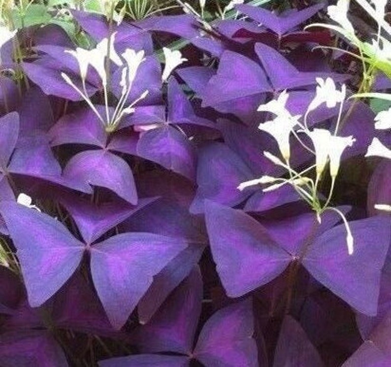 Purple Shamrock Oxalis Triangularis 10 Organic Bulbs White Flower Zone ...