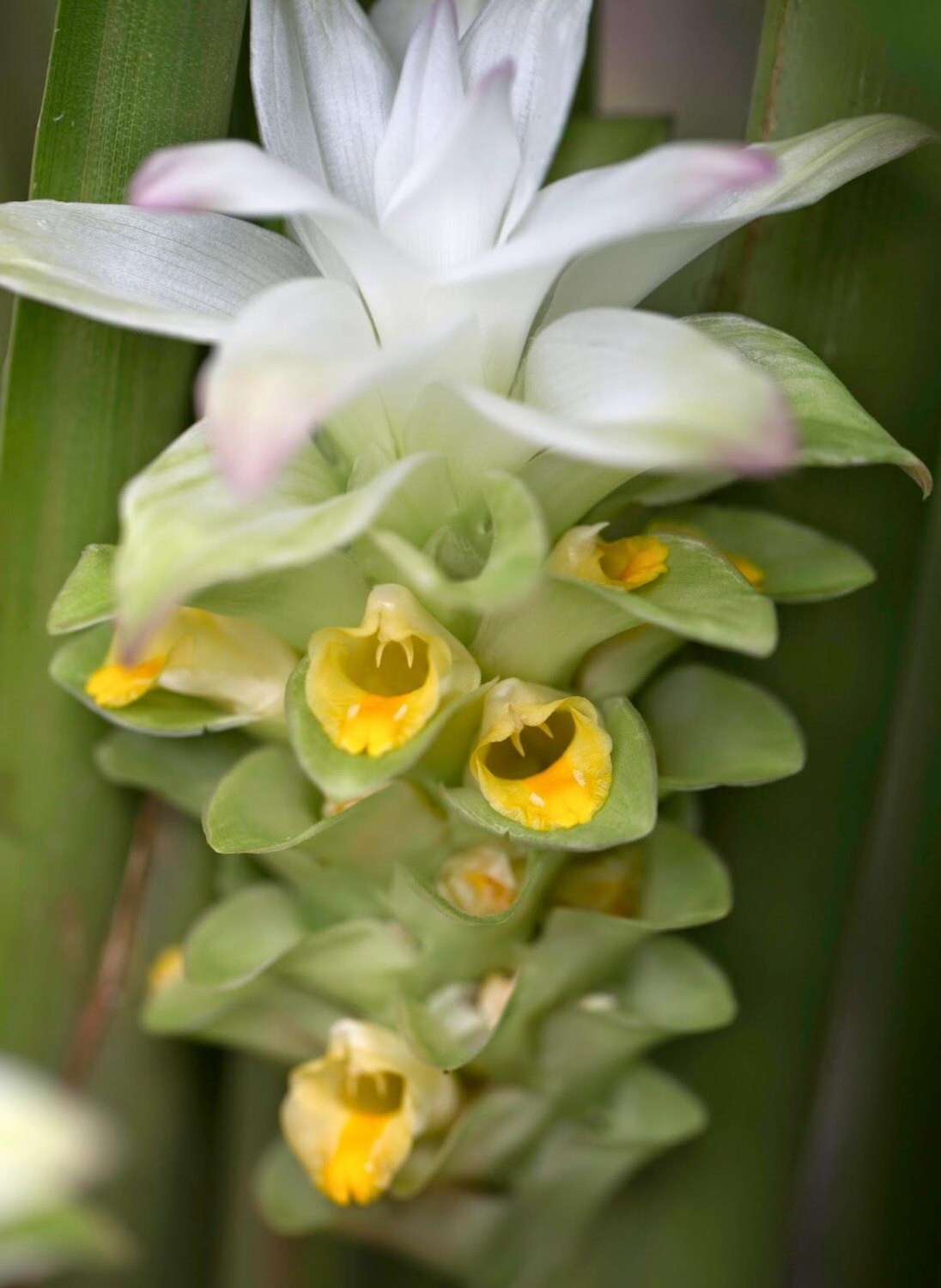Curcuma Longa Flower