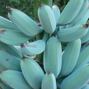 Blue Java Vanilla Ice Cream Banana Cold Hearty to 20F Wind Resistant ...