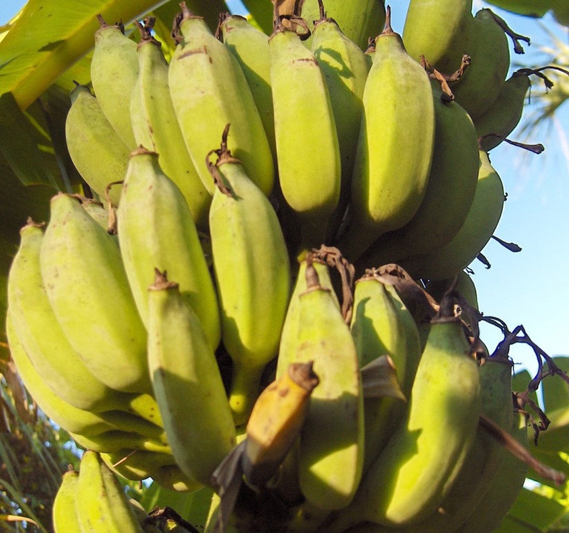 Banana Tree 12-24"* Musa Misi Luki Rare Live Plant Organic Besttasting ...