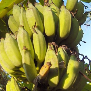 Banana Tree 12-30" Musa Misi Luki Rare Live Plant Organic Best Tasting ...