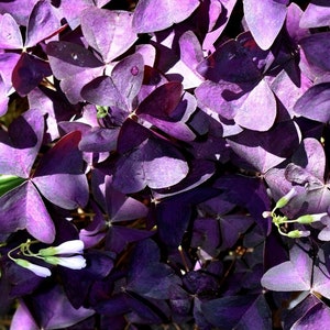 Purple Shamrock Oxalis Triangularis 10 Organic Bulbs White Flower Zone ...