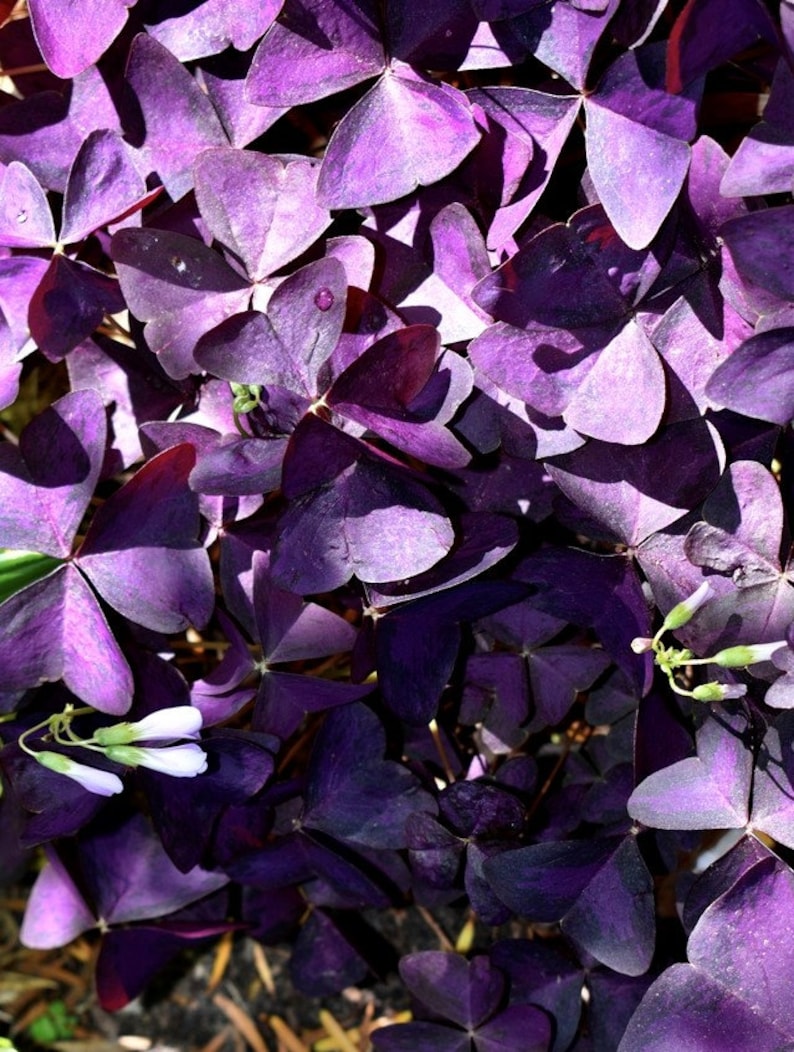 Purple Shamrock Oxalis Triangularis 10 Organic Bulbs White Flower Zone ...