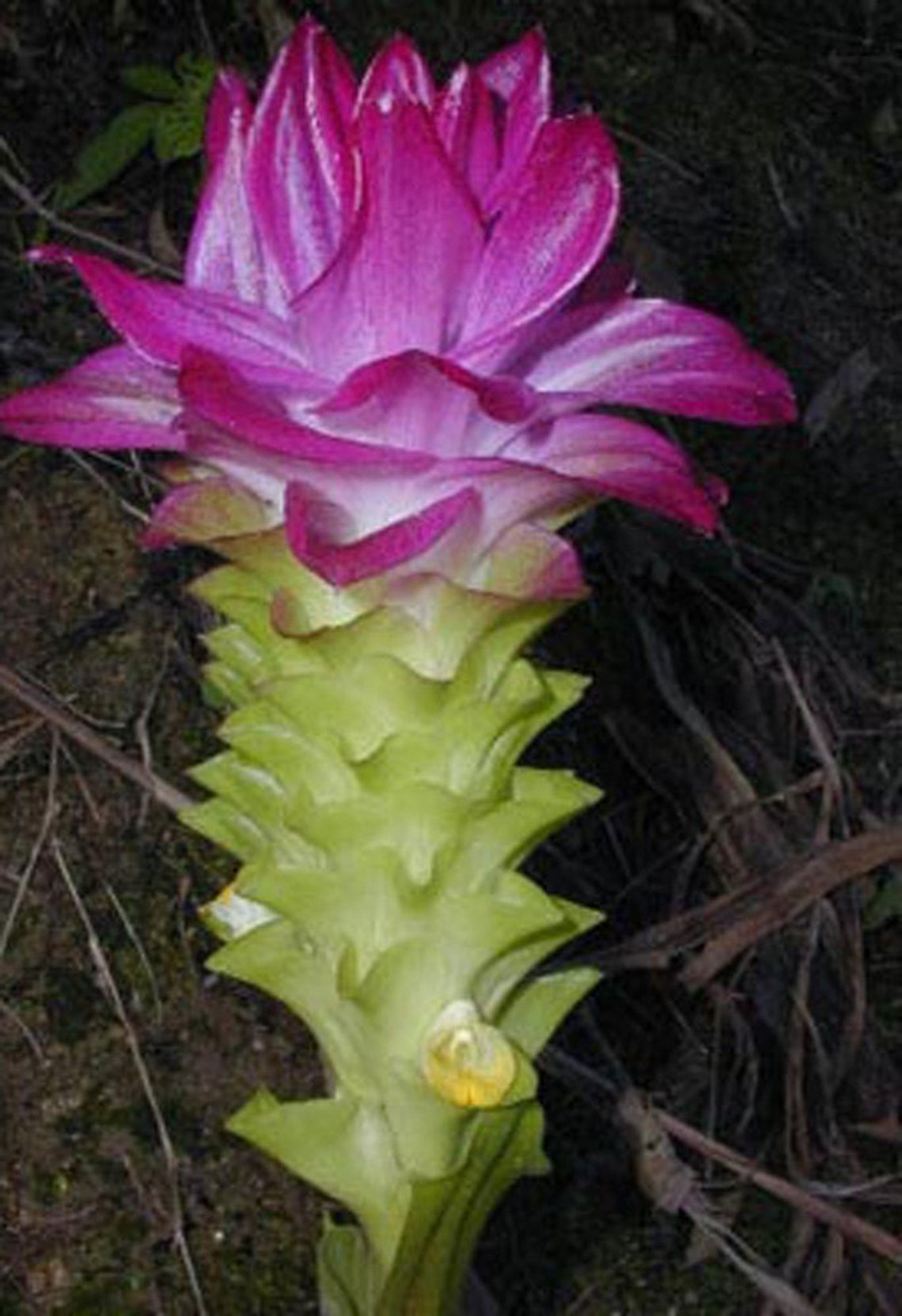Curcuma Elata Hidden Lily Flower Striking Fuschia Ginger Plant - Etsy