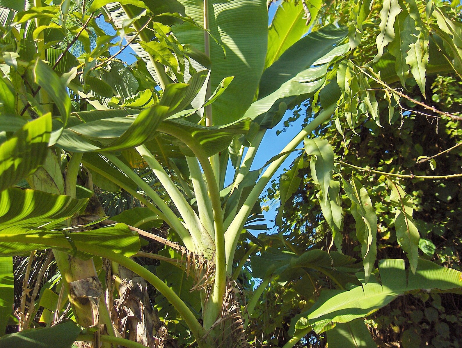 Banana Tree 12-24"* Musa Misi Luki Rare Live Plant Organic Besttasting ...