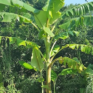 Blue Java Vanilla Ice Cream Banana Cold Hearty to 20F Wind Resistant ...