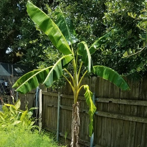 Banana Tree 12-24"* Musa Misi Luki Rare Live Plant Organic Besttasting ...