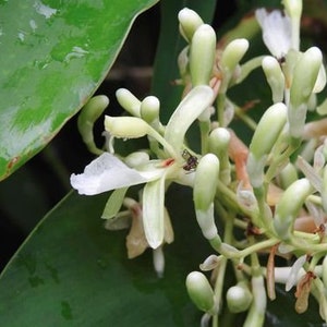 Galangal Fresh Live Budding Rhizome Plant Start Organic Greater Alpinia ...