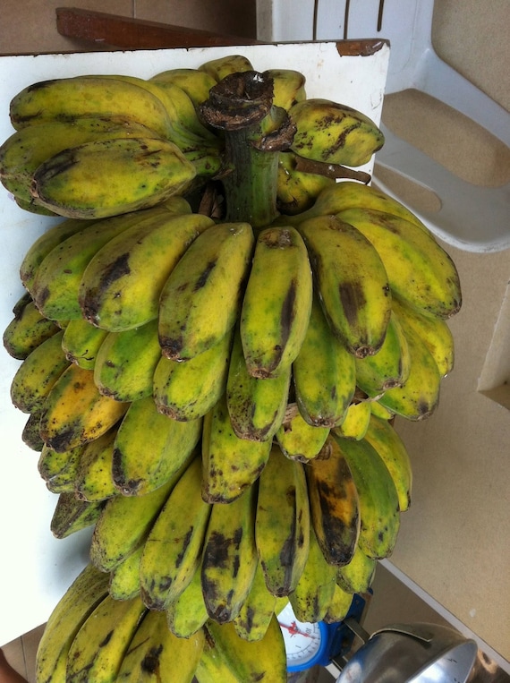 Plantago Banana Plantains (Genus Plantago) · INaturalist