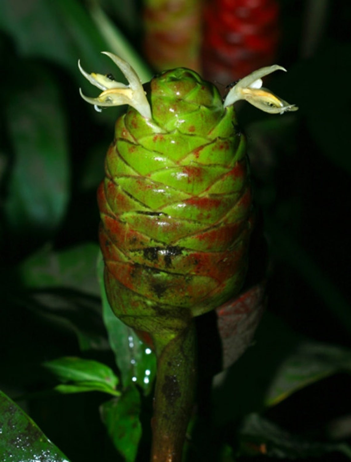 Red Pine Cone Shampoo Ginger Awapuhi Live Plant Start Organic Zingiber ...