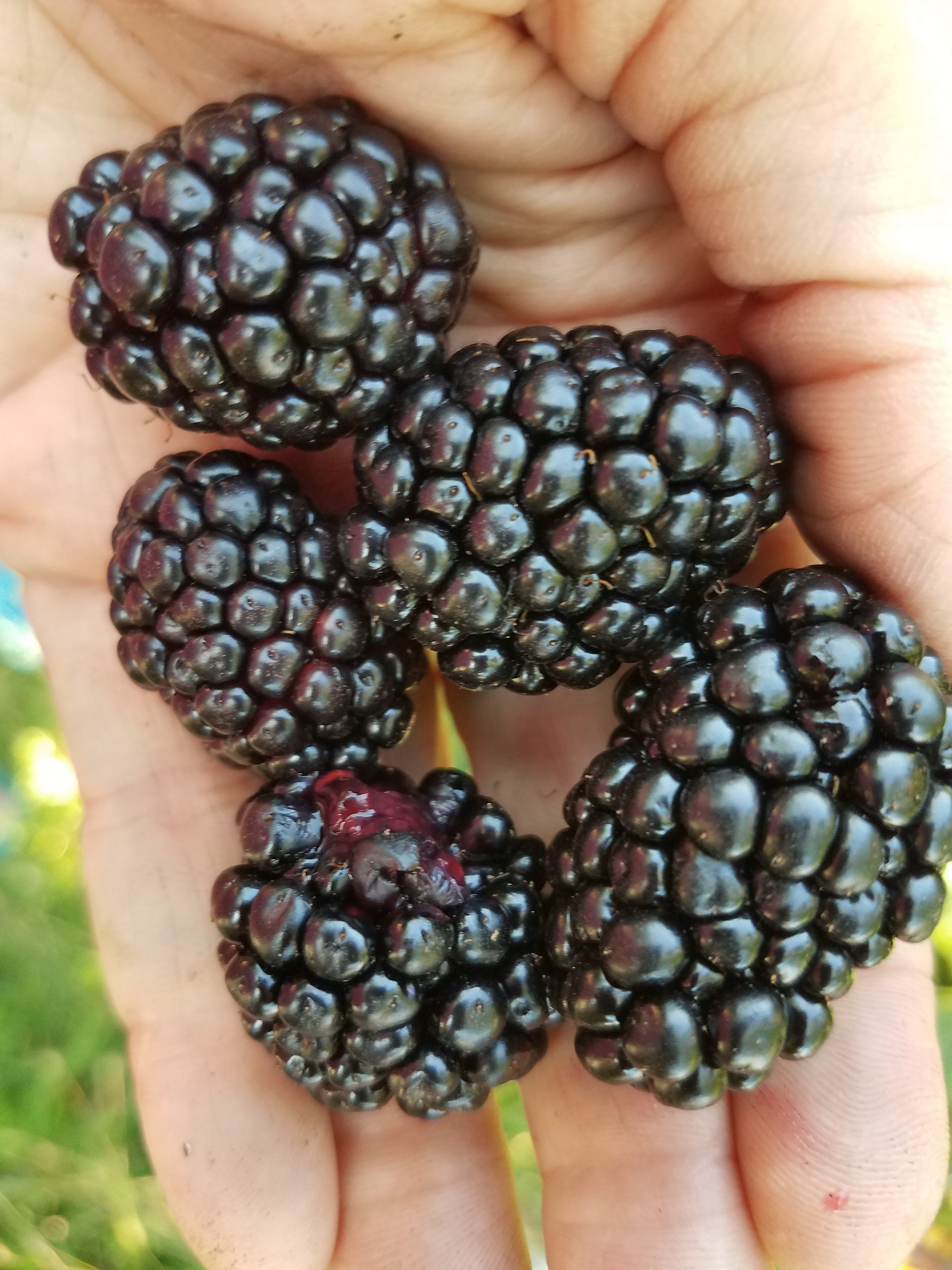 Nightlock Berries Real