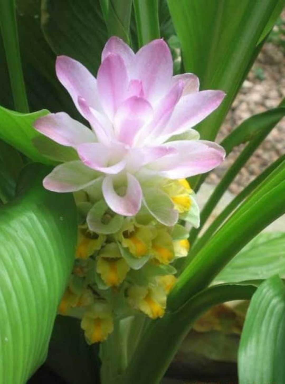 Curcuma Petiolata Pink Flowering Hidden Ginger 5 Live Plant Rhizomes 7B ...
