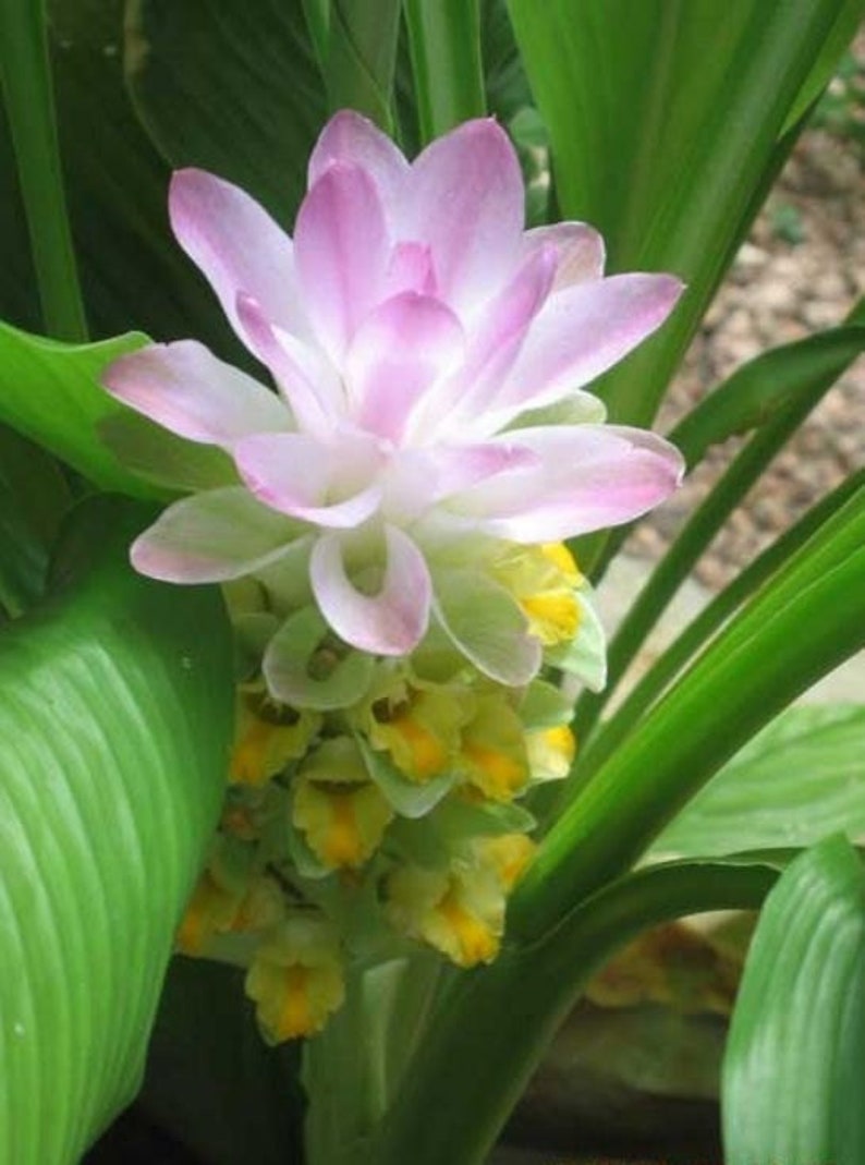 Curcuma Petiolata Pink Flowering Hidden Ginger 5 Live Plant Rhizomes 7B ...
