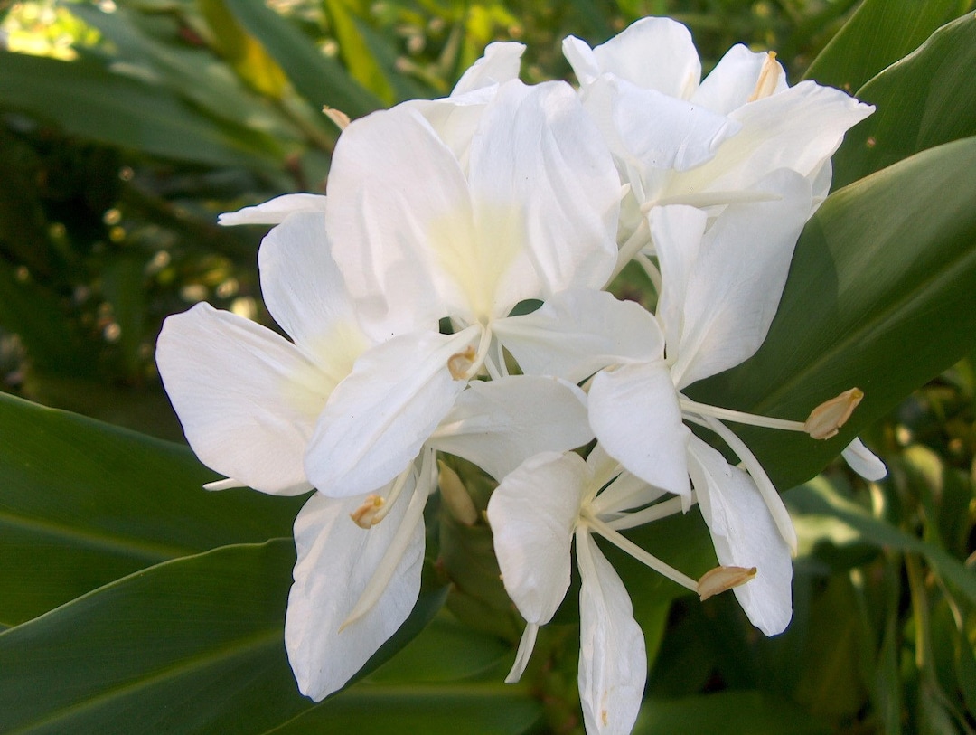 1 White Butterfly Ginger Very Fragrant Hedychium Live Plant Mature ...