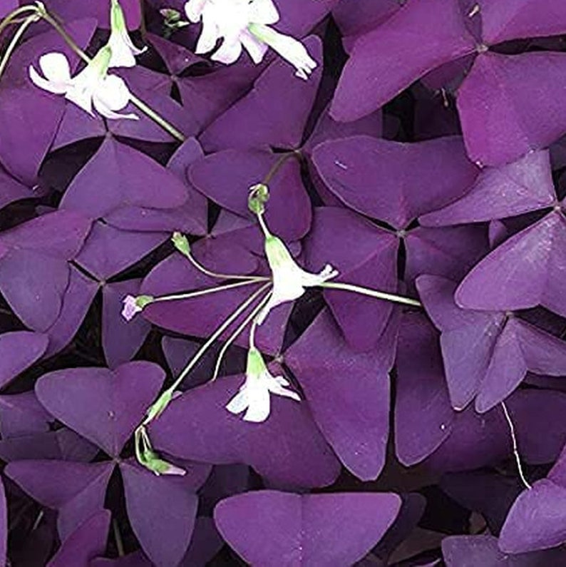 Purple Shamrock Oxalis Triangularis 10 Organic Bulbs White Flower Zone ...