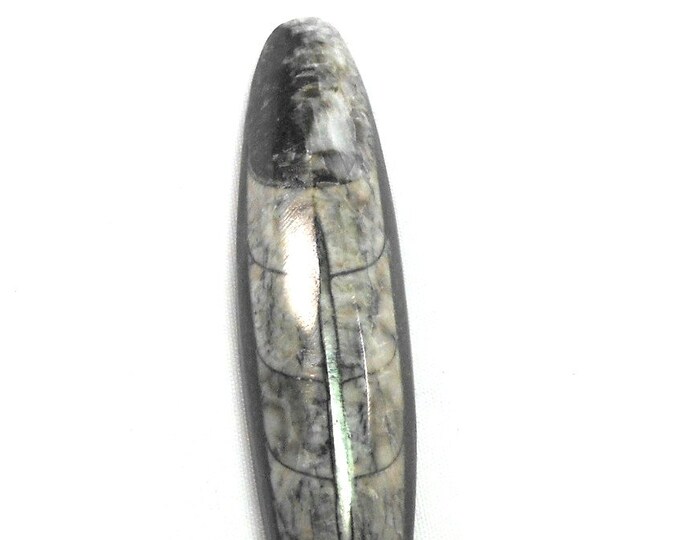 4 Inch Orthoceras Fossil, Ancient Mollusk, Black White Gray, Flat Back Cabochon, No Holes ...
